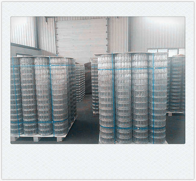 50m Farm Galvanized Steel Field Fencing , Galvanised Wire Mesh Fencing